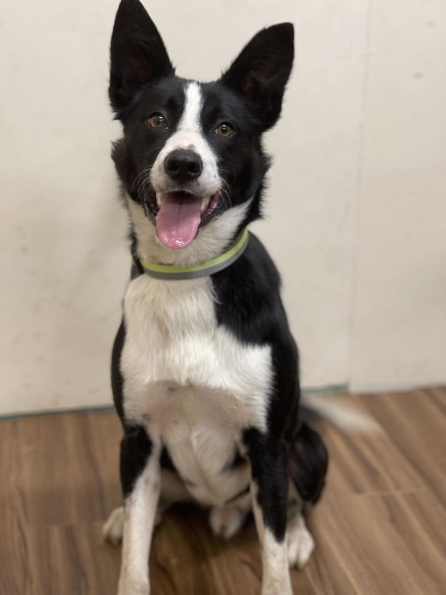 Astro - Medium Male Border Collie Dog in QLD - PetRescue