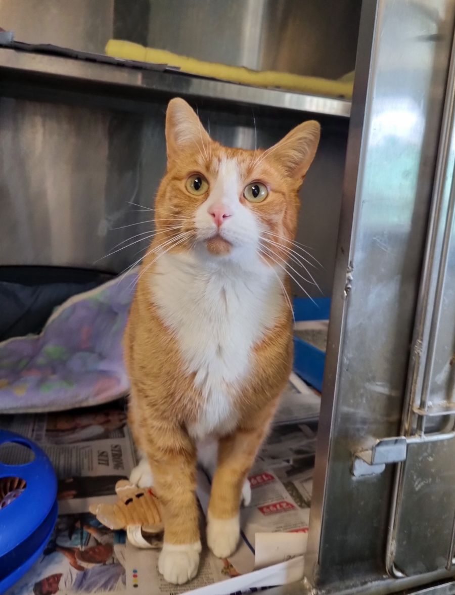 Harold - Male Domestic Short Hair Cat in NSW - PetRescue