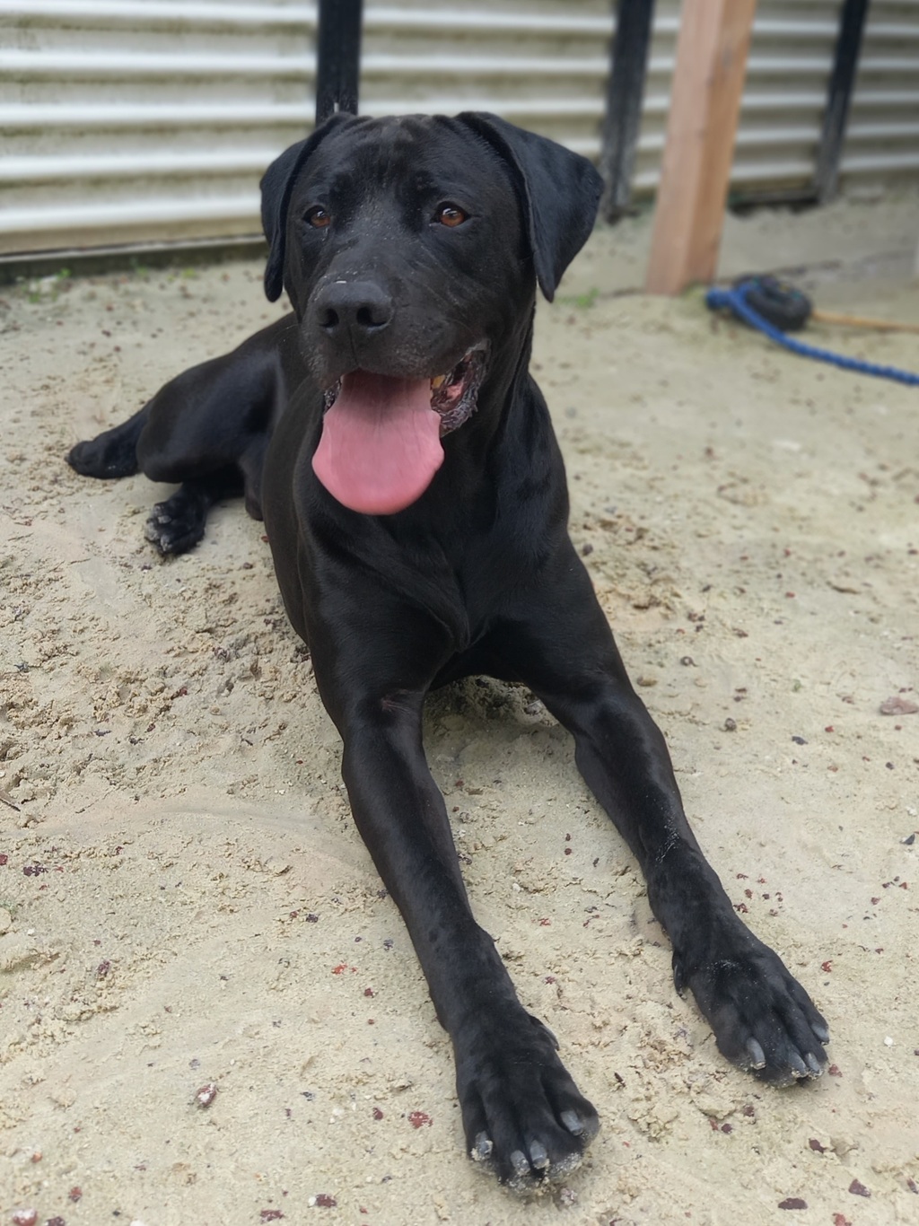 Damon - Large Male Mastiff x Rhodesian Ridgeback Mix Dog in VIC - PetRescue