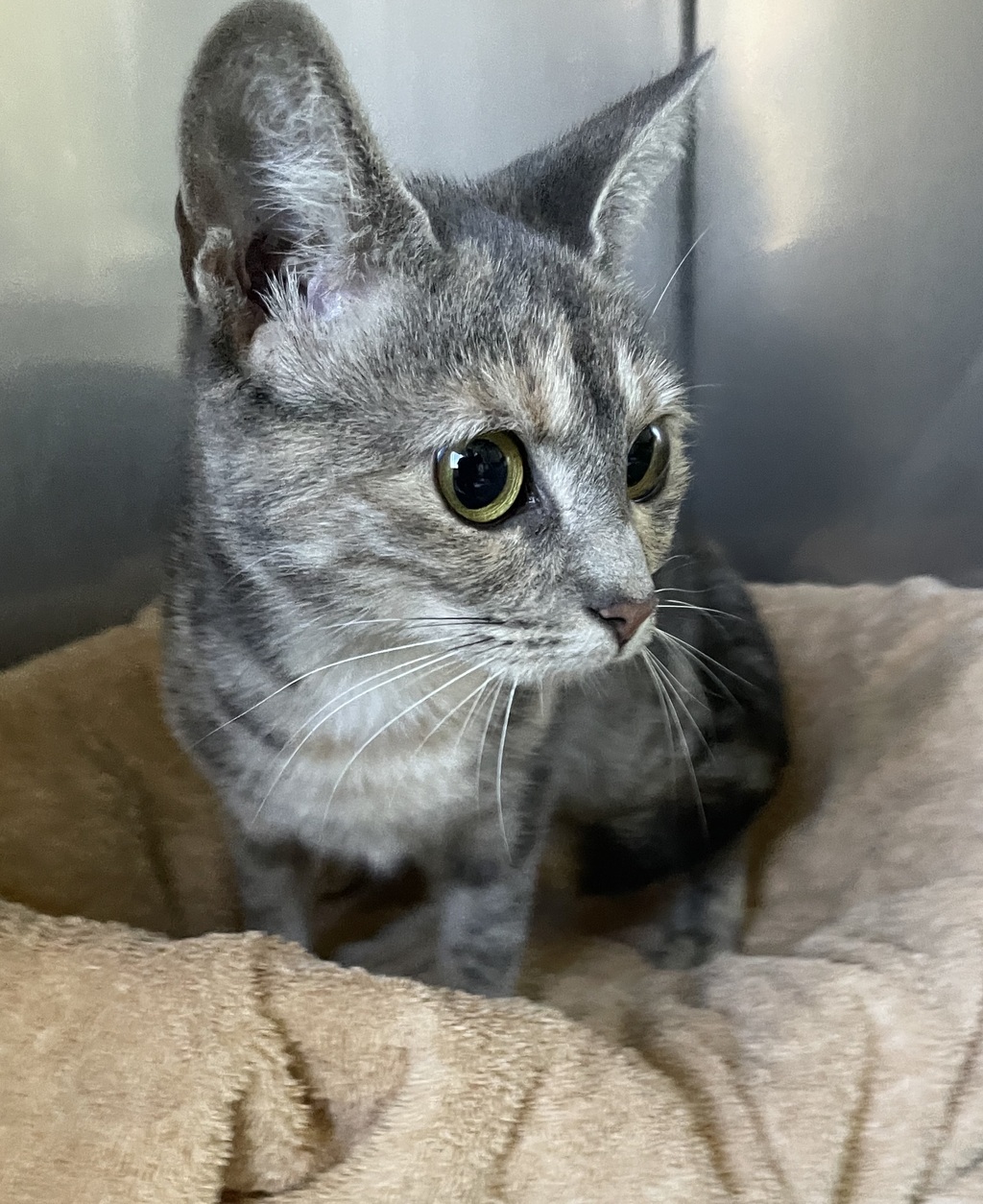 Misty - Female Domestic Short Hair Mix Cat in QLD - PetRescue