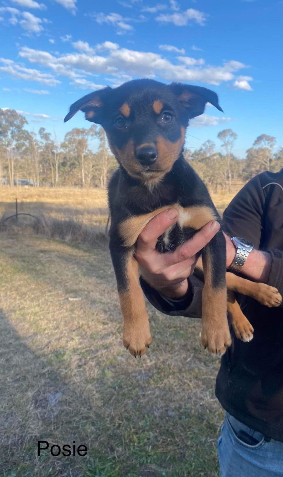 Posie - Medium Female Kelpie Dog in NSW - PetRescue