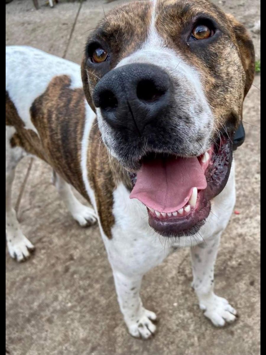 Hamlet - Large Male Foxhound x Bull Arab Mix Dog in VIC - PetRescue