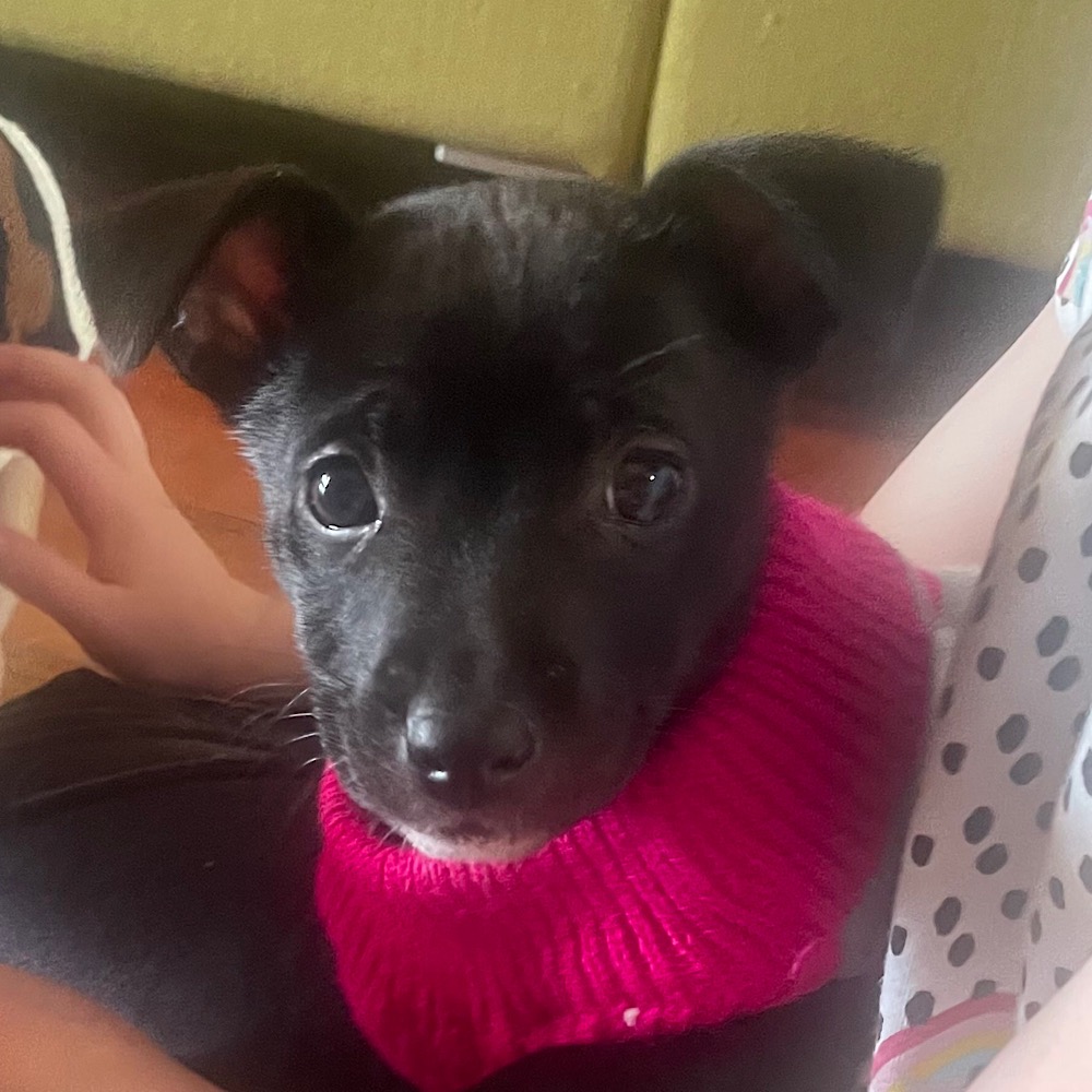 Betty - Small Female Mixed Breed Dog in WA - PetRescue