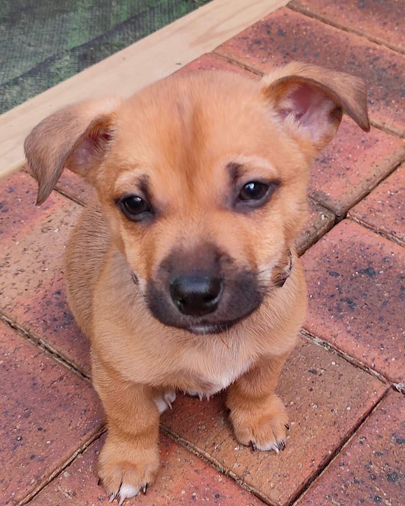 Brody - Small Male Mixed Breed Dog in WA - PetRescue