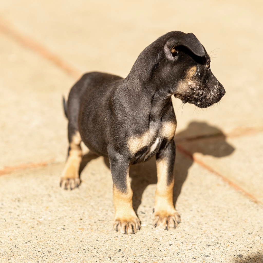Ebony - Large Female Rottweiler x Mixed Breed Mix Dog in WA - PetRescue