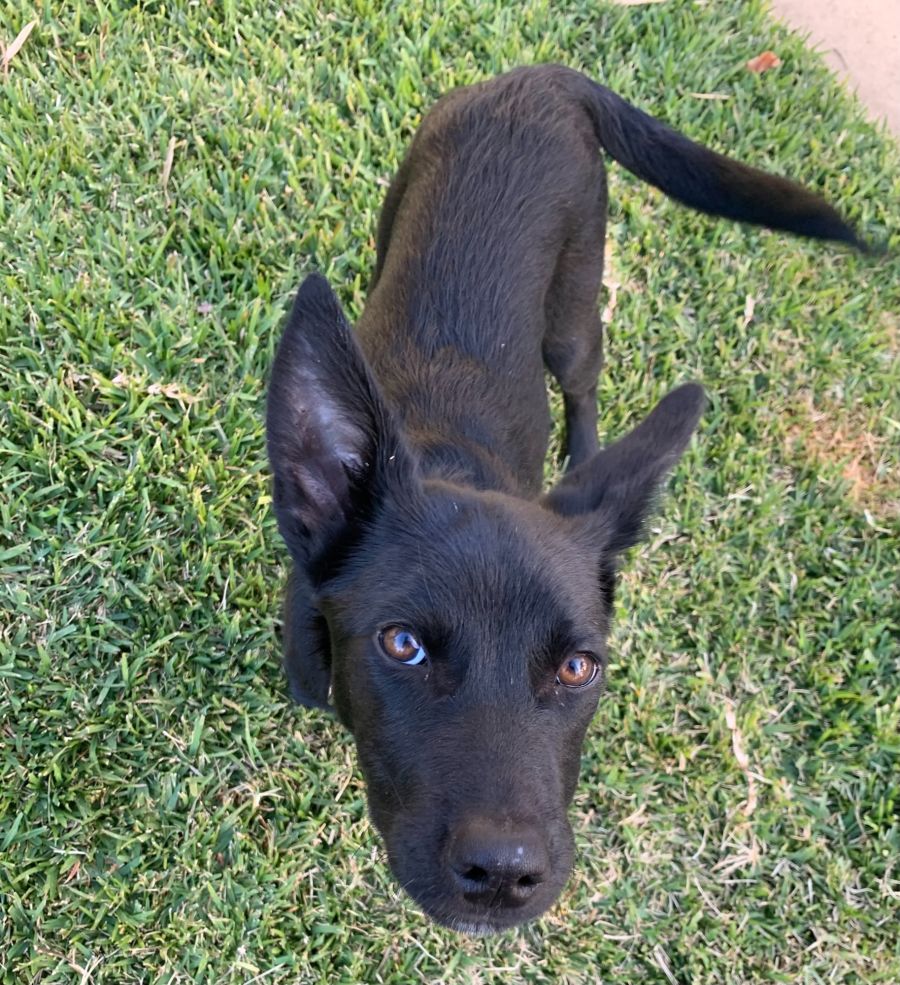 Knox - Medium Male Kelpie Dog in VIC - PetRescue