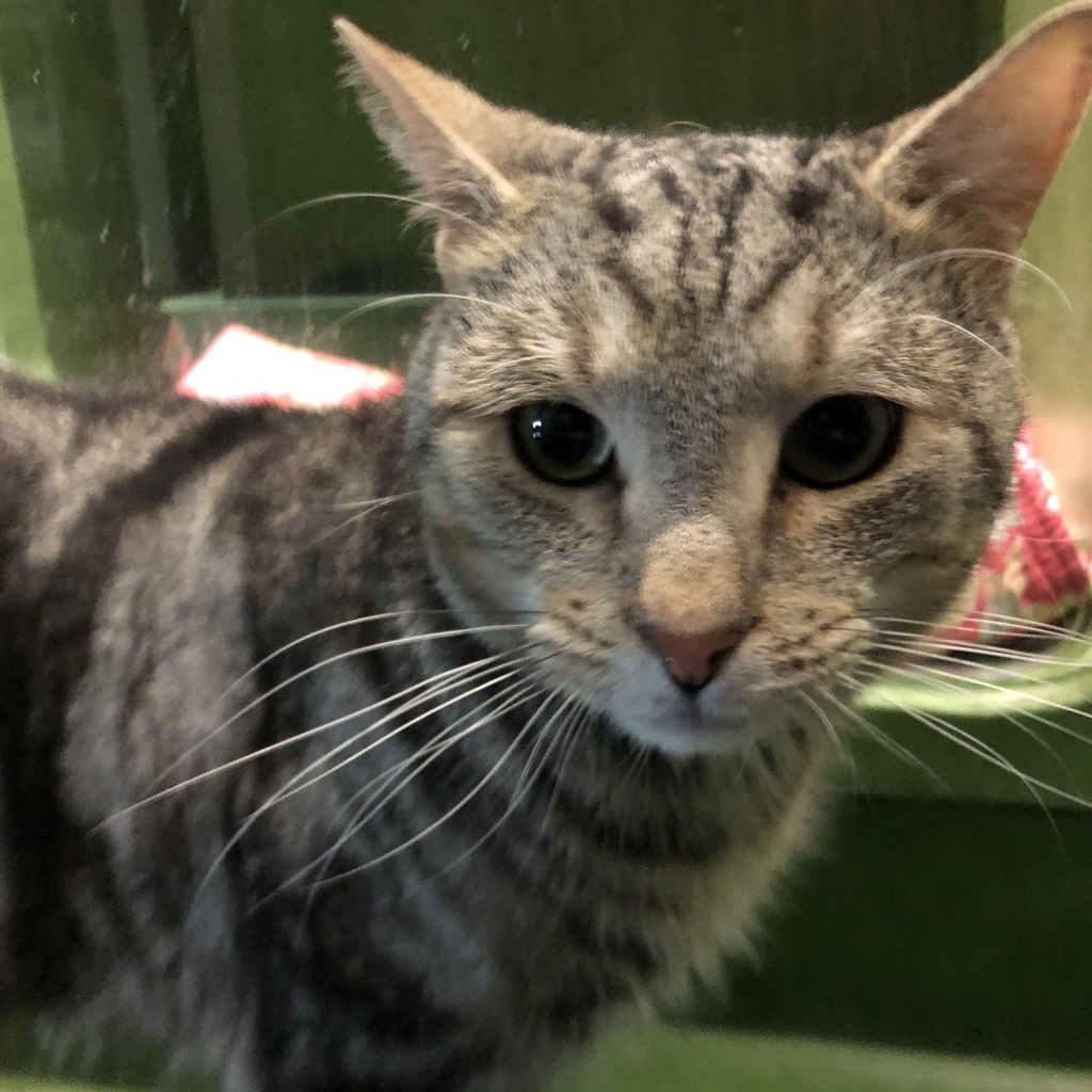 Mando - Male Domestic Short Hair Cat in VIC - PetRescue