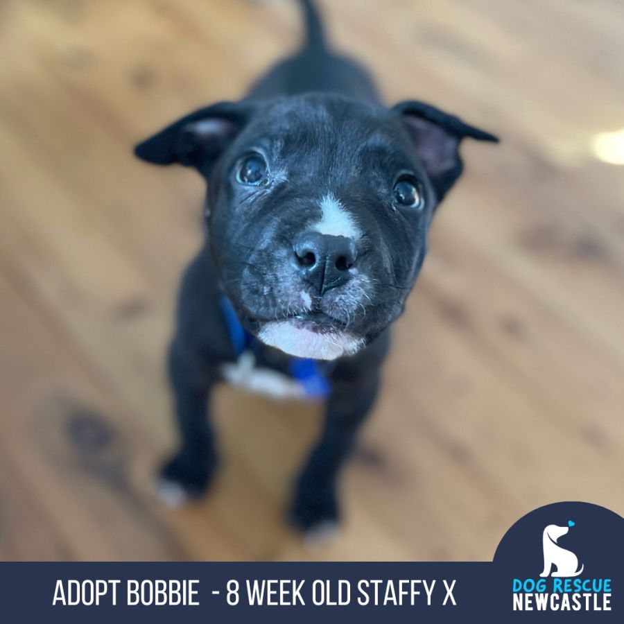 Bobbie - 8 Week Old Staffy X (Trial) - Medium Male Staffy Mix Dog in ...