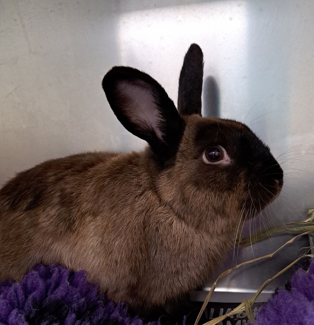 Charcoal - Male Rex Rabbit in VIC - PetRescue