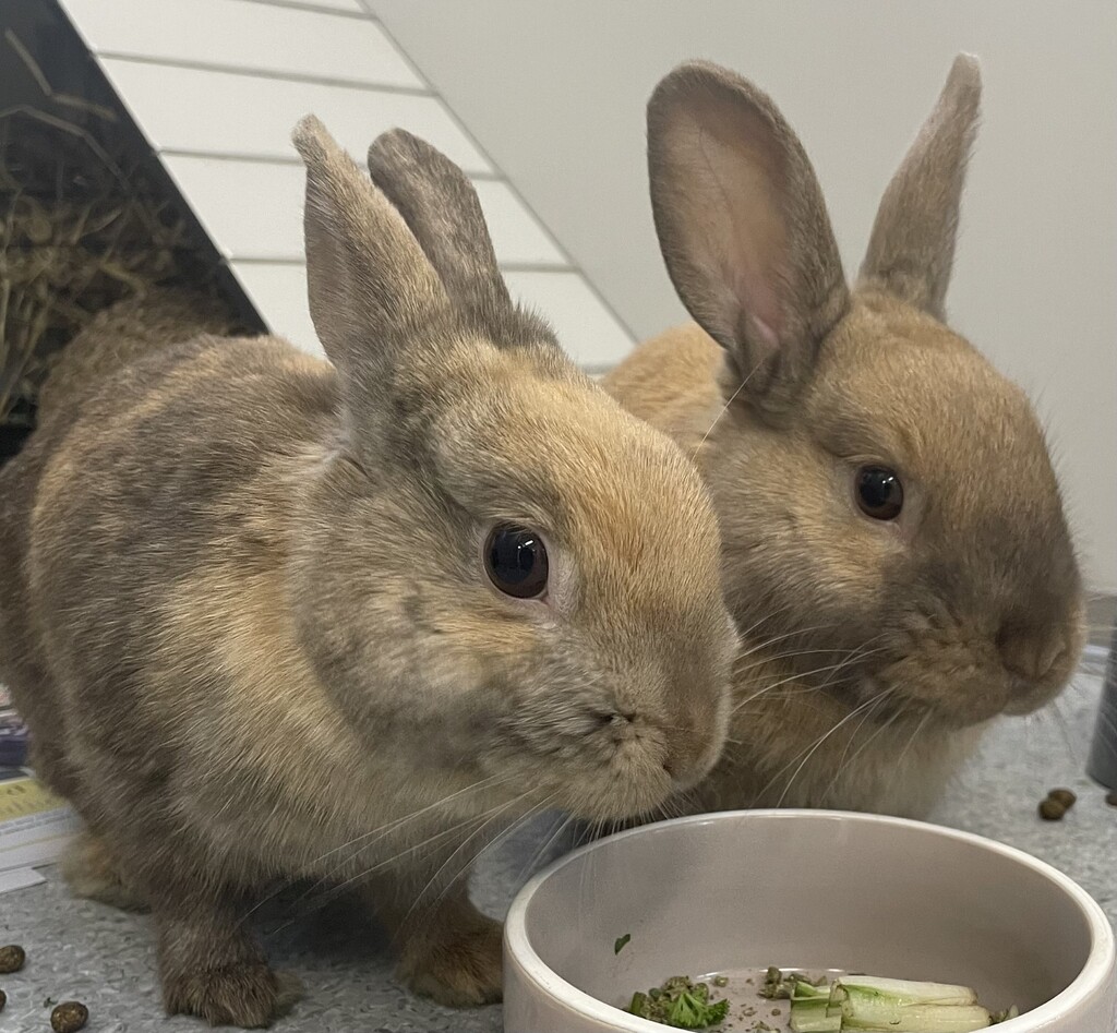 Naari - Female Netherland Dwarf Mix Rabbit in VIC - PetRescue