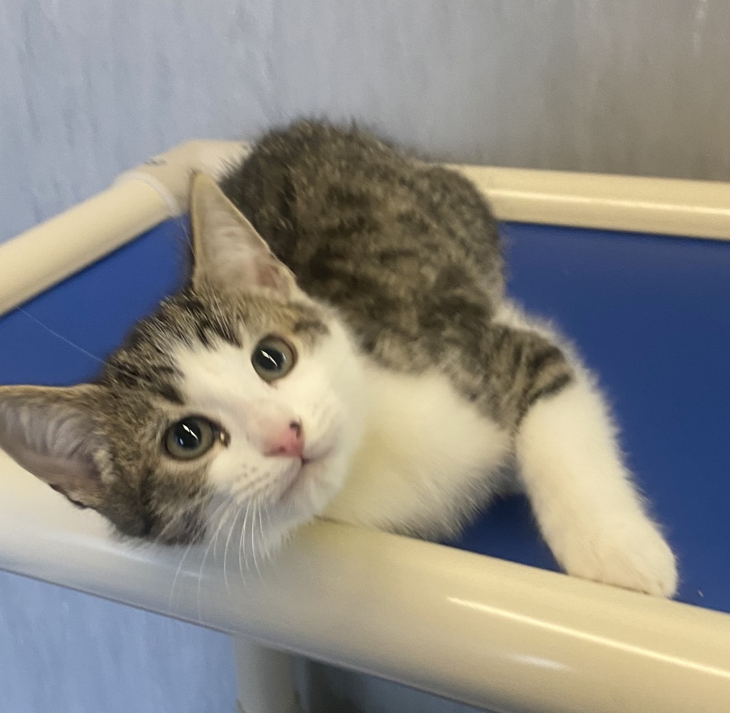 Mixie - Male Domestic Short Hair Mix Cat in VIC - PetRescue