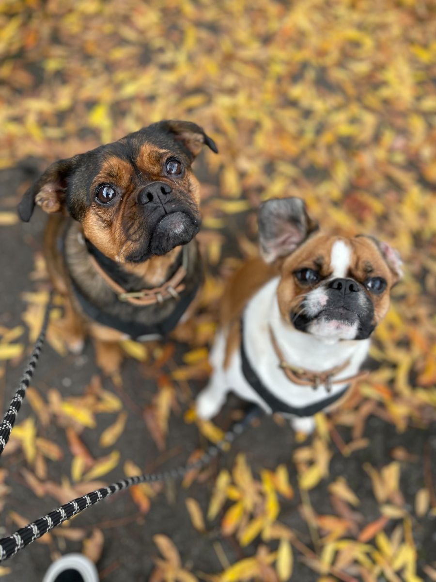 Charlie and Lyra - Small Female Pug x Boston Terrier Mix Dog in NSW ...