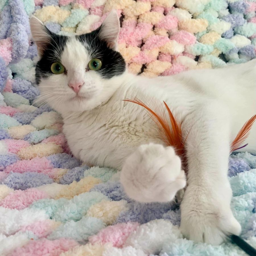 9450 - Bridget - Female Domestic Short Hair Cat in WA - PetRescue