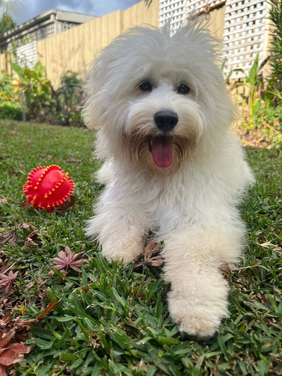 Suki - Small Female Spitz x Poodle Mix Dog in VIC - PetRescue