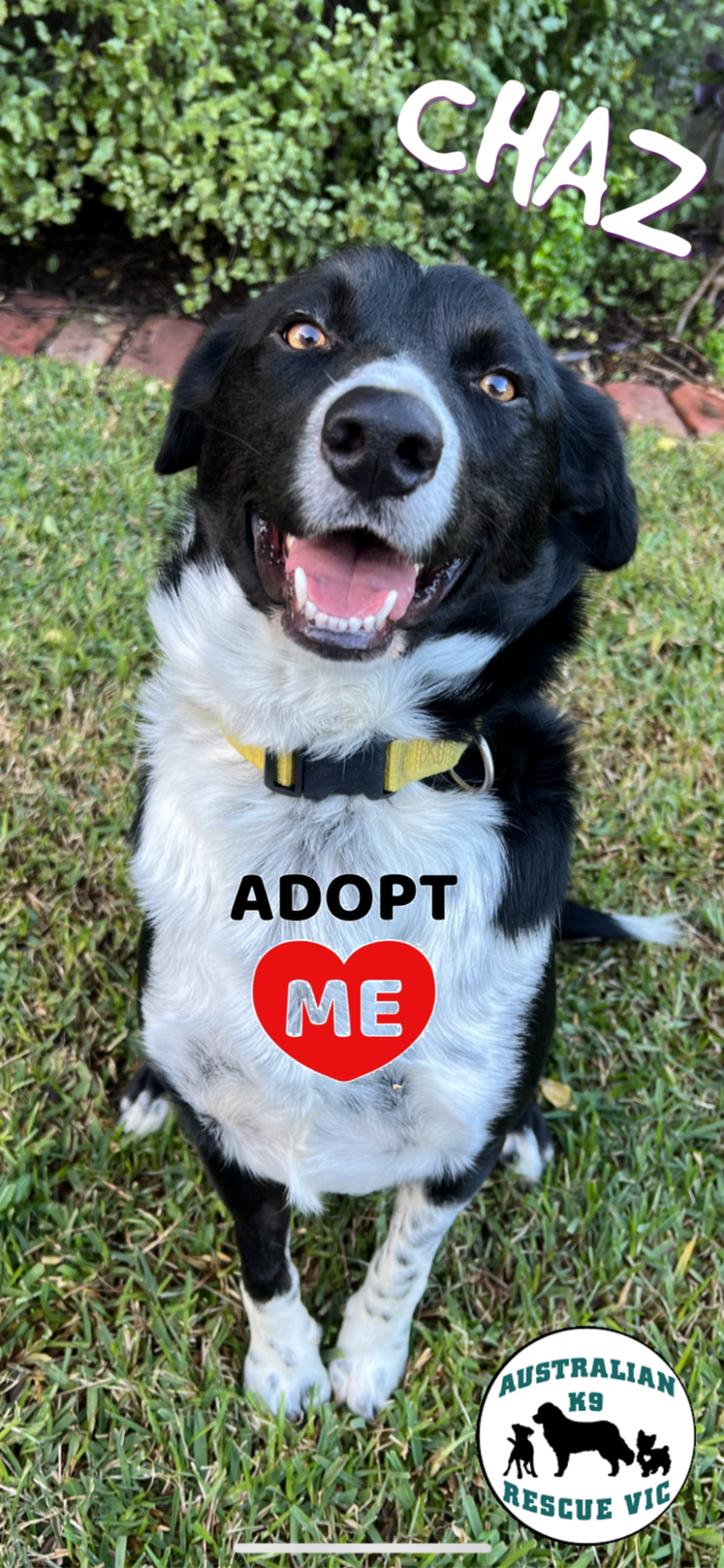 Chaz - Medium Male Border Collie Mix Dog in VIC - PetRescue