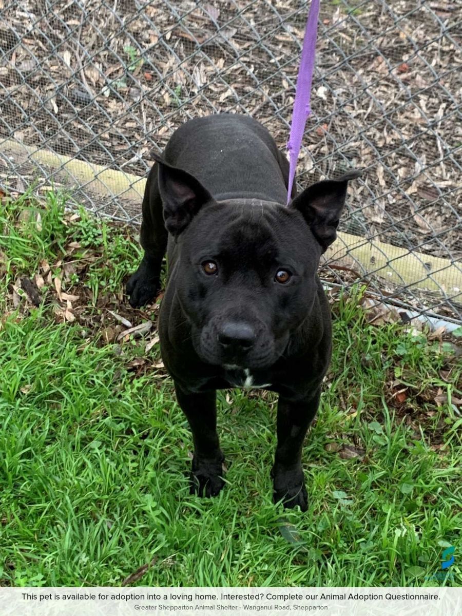 Shadow - Medium Male Staffy Dog in VIC - PetRescue