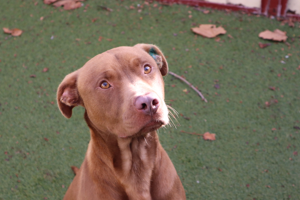 Henley - Large Male American Staffy Mix Dog in VIC - PetRescue