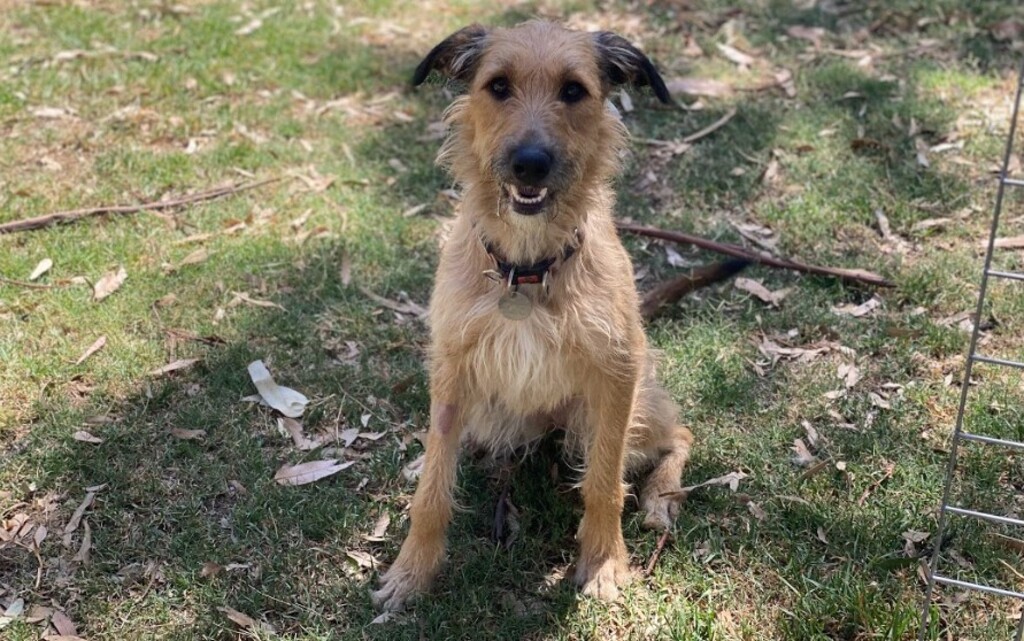 Genevieve - Medium Female Kelpie x Staghound Mix Dog in VIC - PetRescue