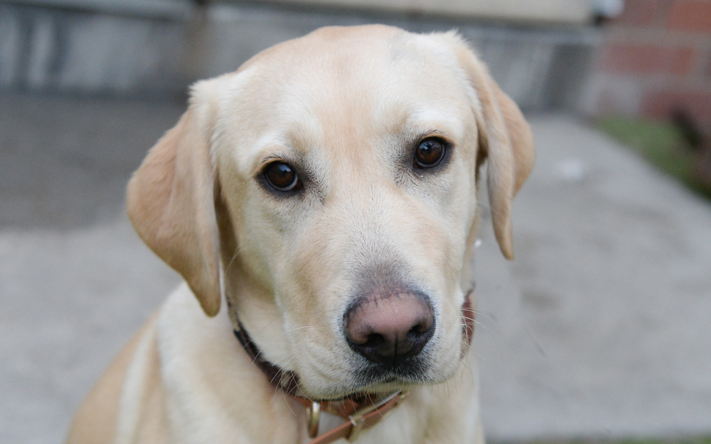 Maverick - Large Male Labrador Mix Dog in VIC - PetRescue