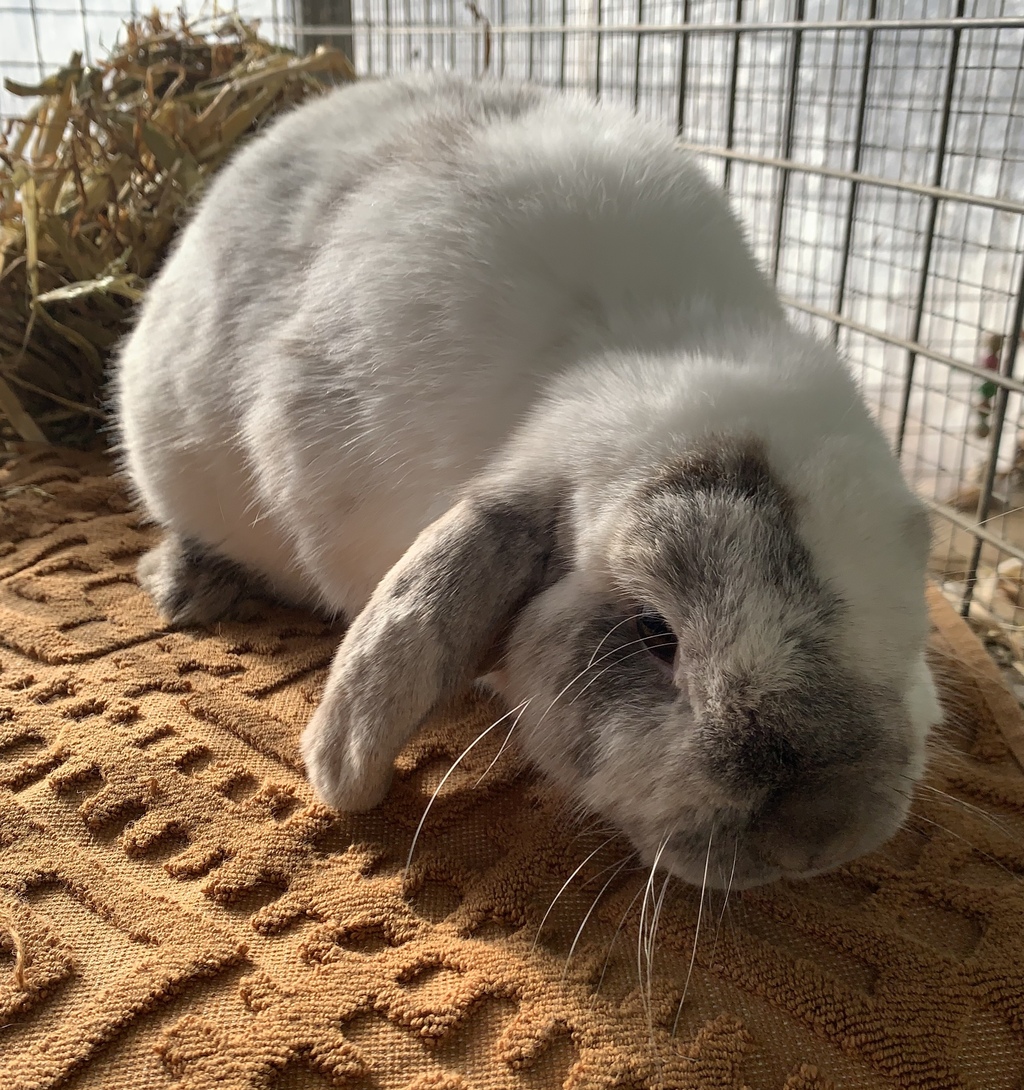 Baozi - Male Lop Eared Mix Rabbit in ACT - PetRescue