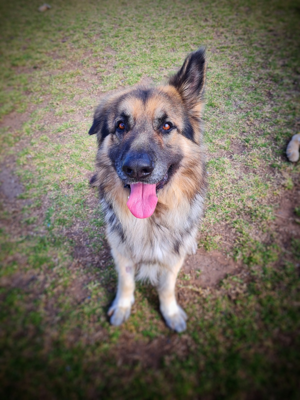 Bruce - Large Male German Shepherd Mix Dog in QLD - PetRescue