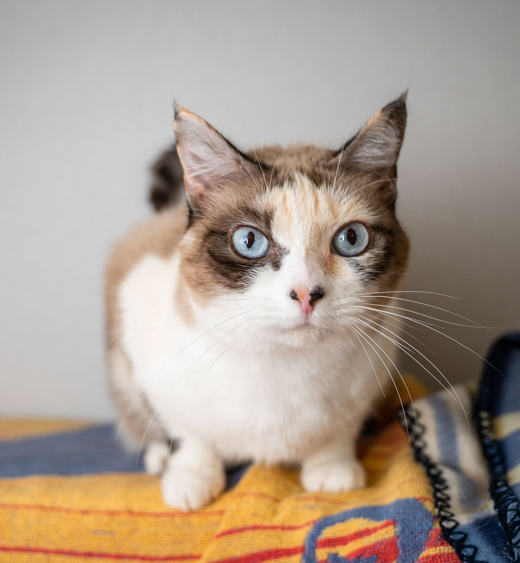 Luna - Female Layanese Mix Cat in QLD - PetRescue