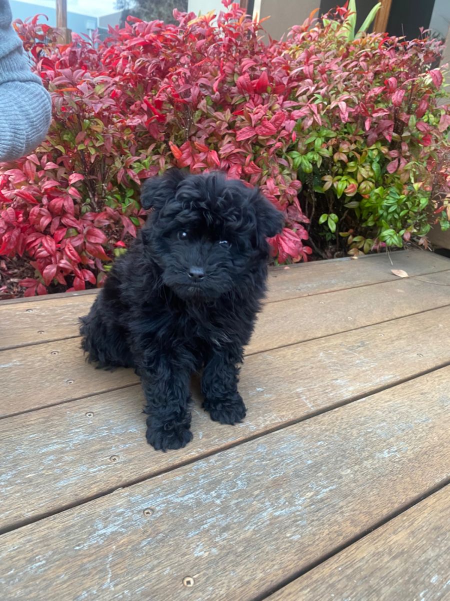 Nugget - Small Male Poodle x Spitz Dog in VIC - PetRescue