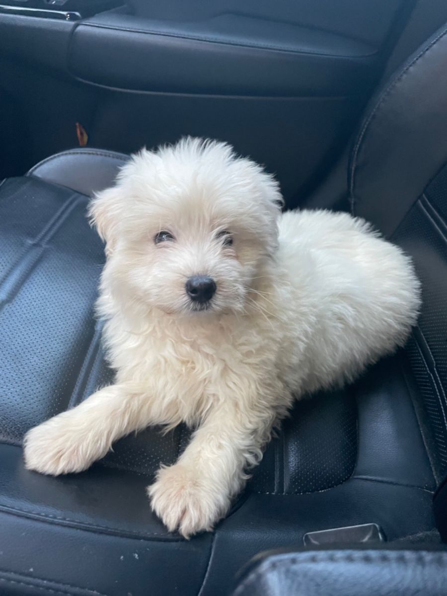 Finn - Small Male Spitz x Poodle Dog in VIC - PetRescue