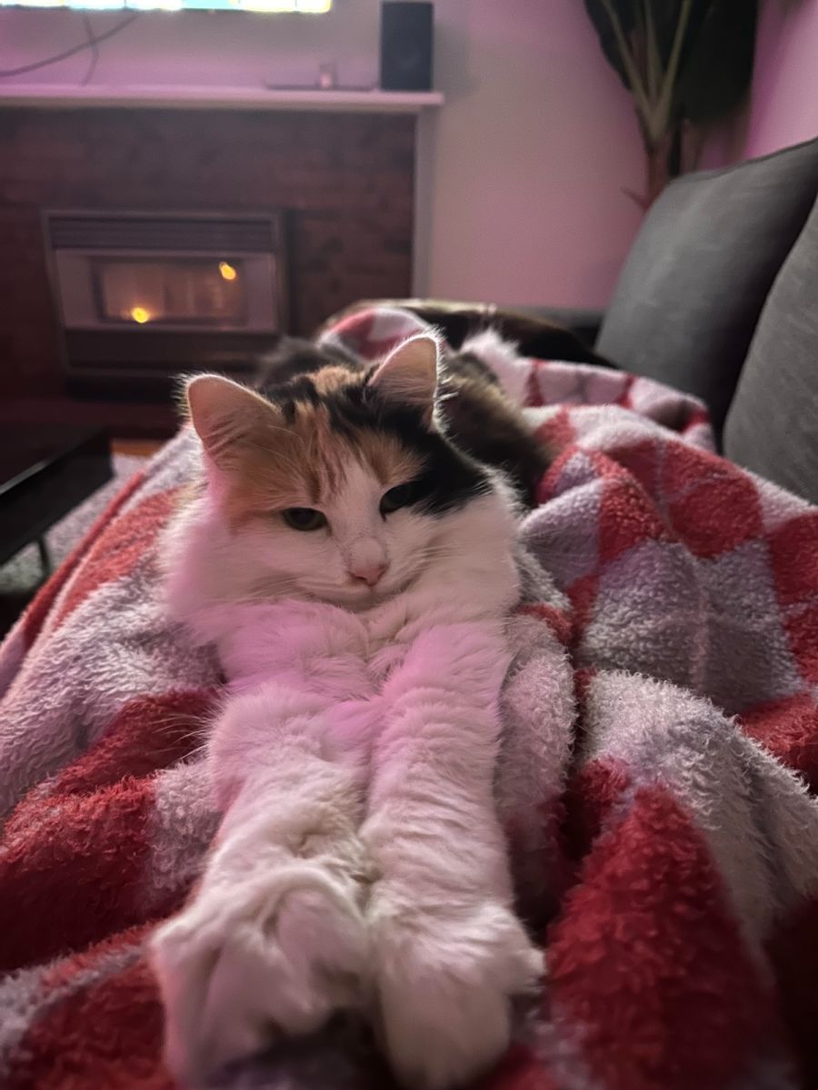 Muffin Top Cat