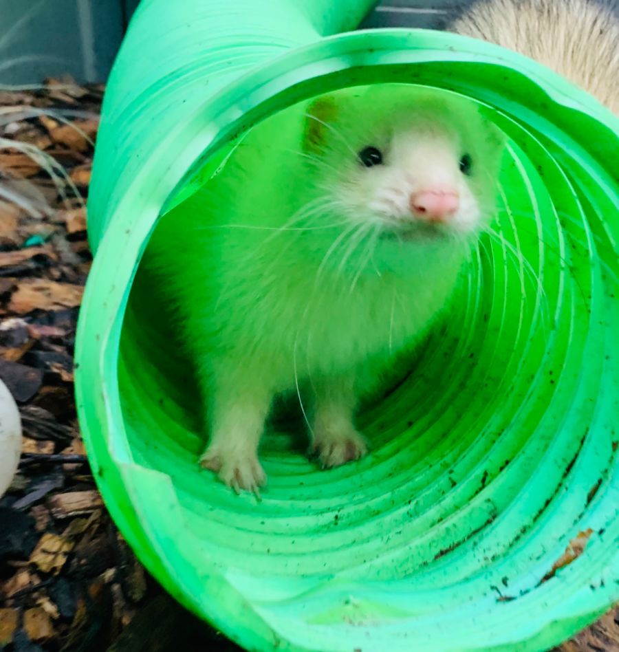 Wish - Female Ferret in VIC - PetRescue