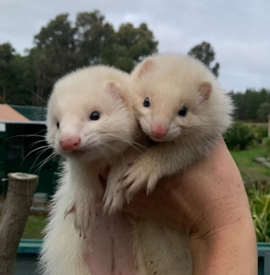 Odette & Helena - Female Ferret in VIC - PetRescue