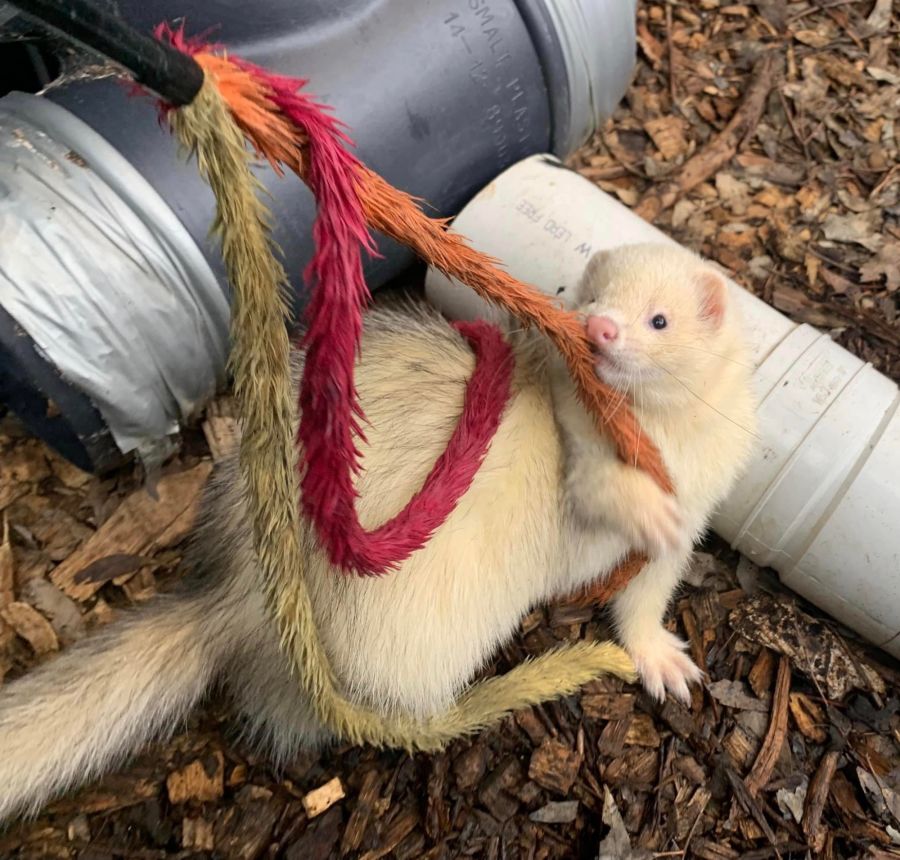 Baba Voss - Male Ferret in VIC - PetRescue