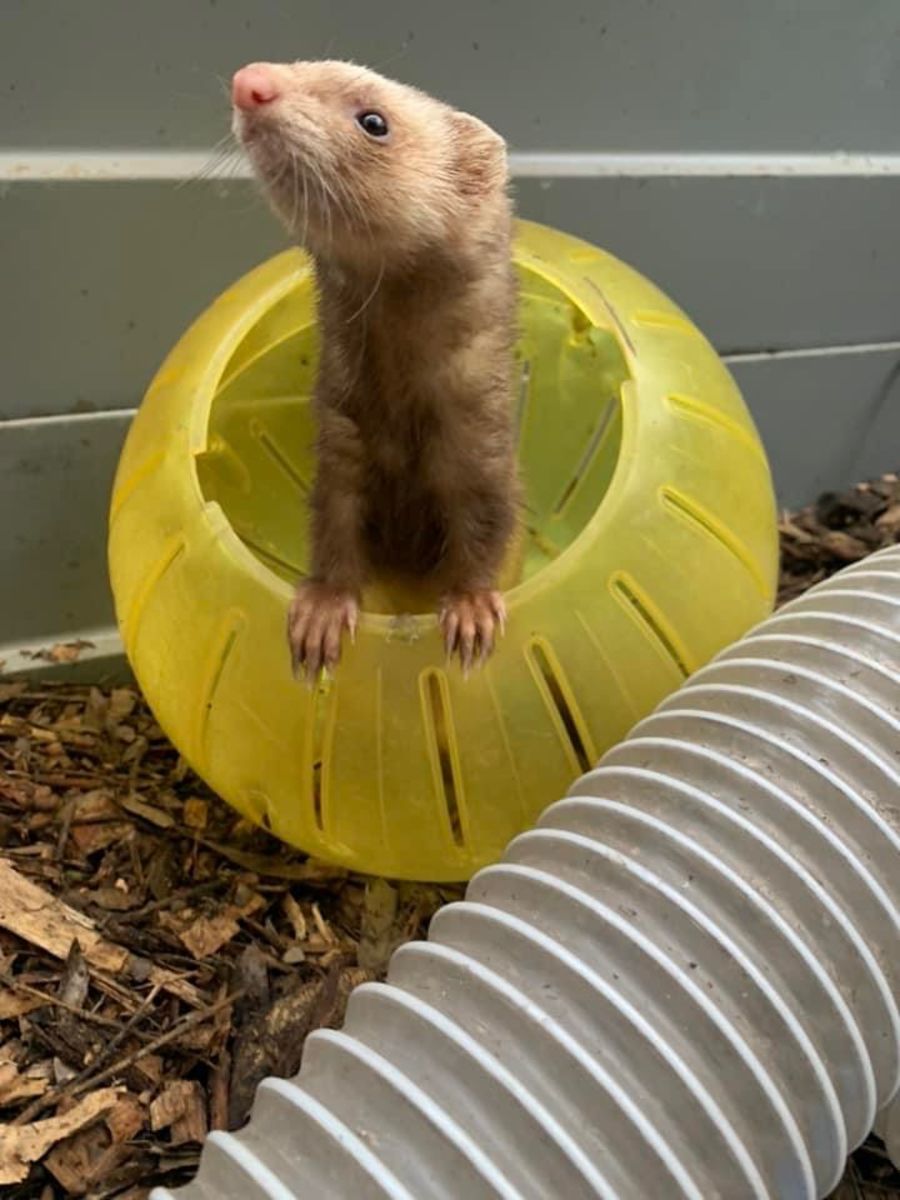Twix - Female Ferret in VIC - PetRescue