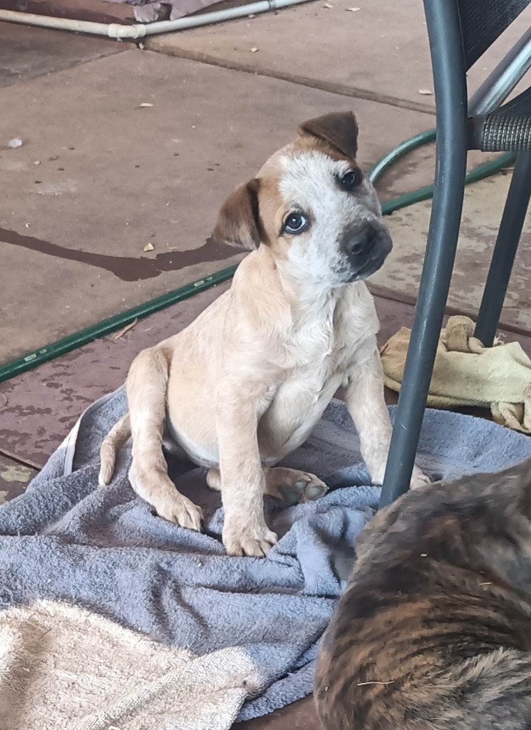 Tofu - Medium Male Australian Cattle Dog x Mastiff Mix Dog in WA ...