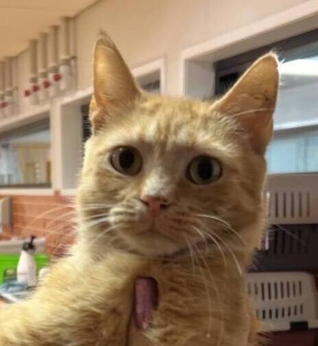 Custard Cream - Female Domestic Short Hair Mix Cat in QLD - PetRescue