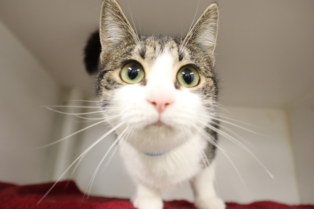 Inky - Female Domestic Short Hair Mix Cat in VIC - PetRescue