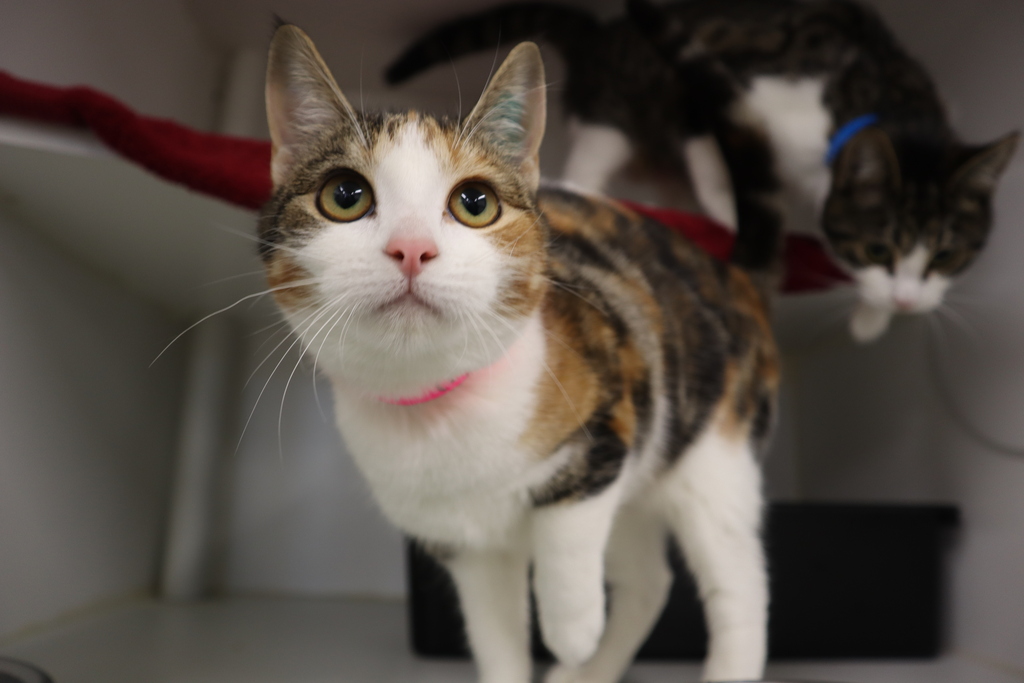 Slinky - Female Domestic Short Hair Mix Cat in VIC - PetRescue