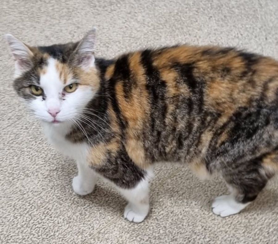 Nari - Female Domestic Short Hair Cat in NSW - PetRescue