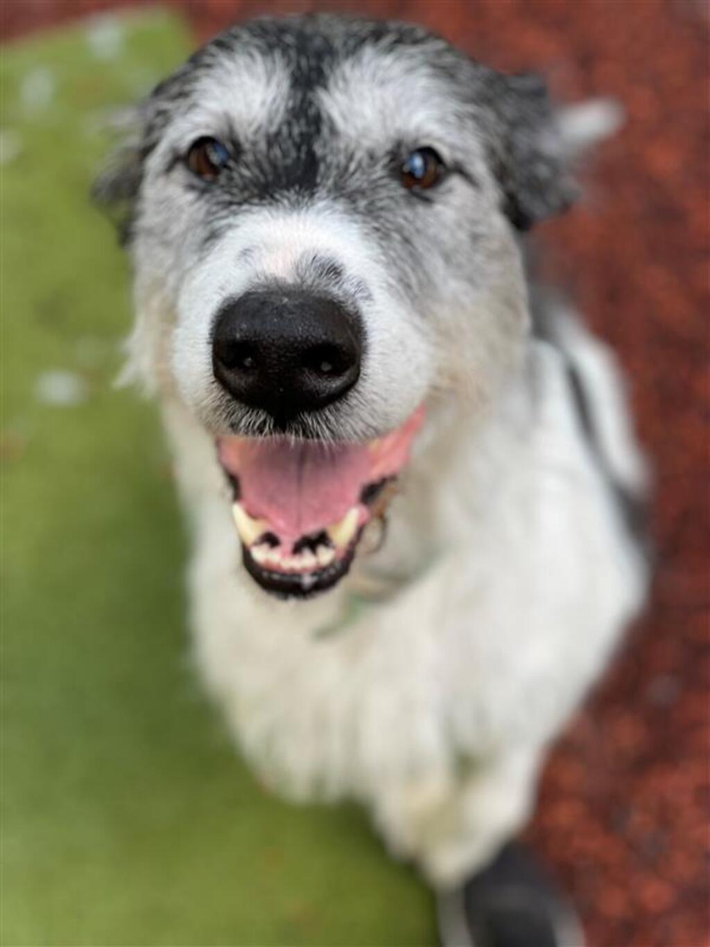 Chloe - Large Female Staghound Dog in VIC - PetRescue