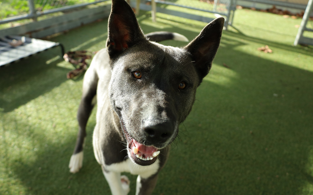 Silverfish - Large Male Akita Inu Mix Dog in VIC - PetRescue