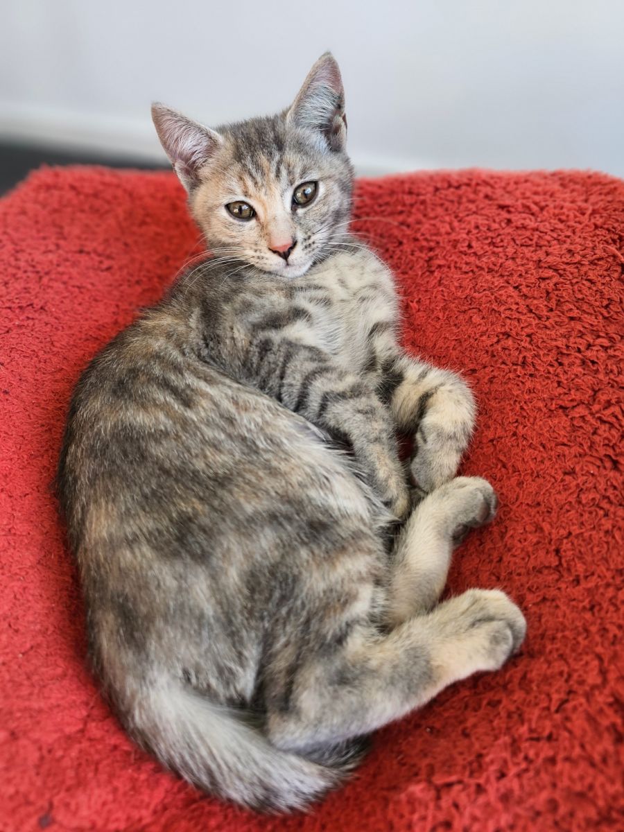 Ashlee - Female Domestic Short Hair Cat in VIC - PetRescue