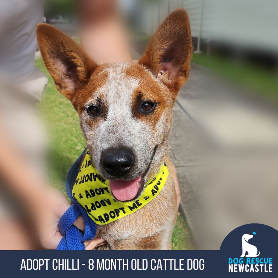 Chilli - 8 Month Old Cattle Dog (Trial 28/7) - Medium Male Australian ...
