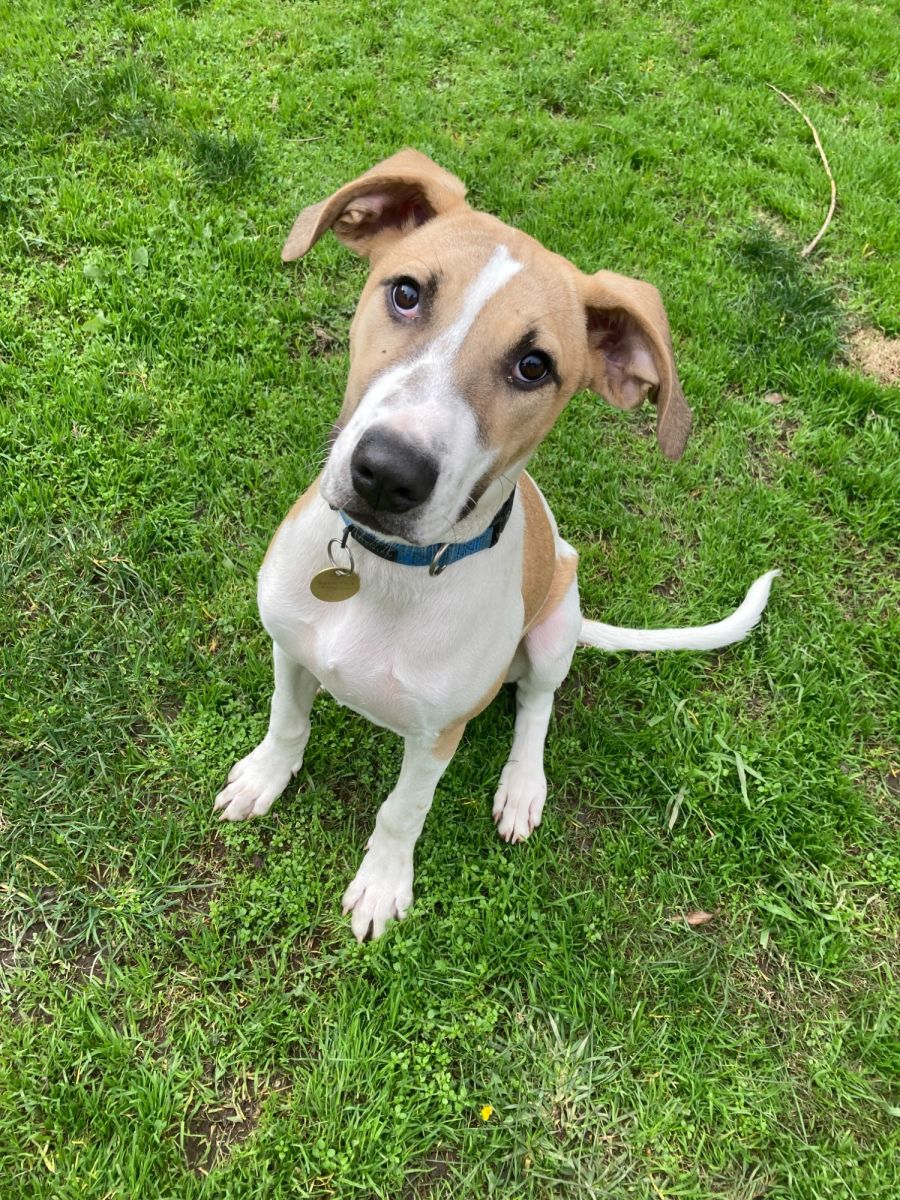 Marja - Large Female Bull Arab Mix Dog in VIC - PetRescue