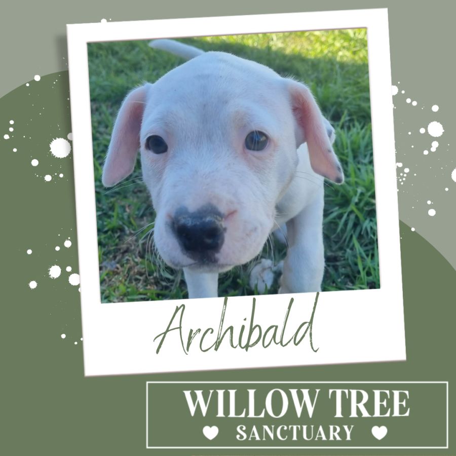 Archibald - Medium Male Staffy Mix Dog in NSW - PetRescue
