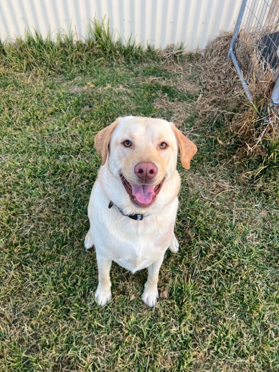 Milo - Medium Male Labrador Dog in NSW - PetRescue
