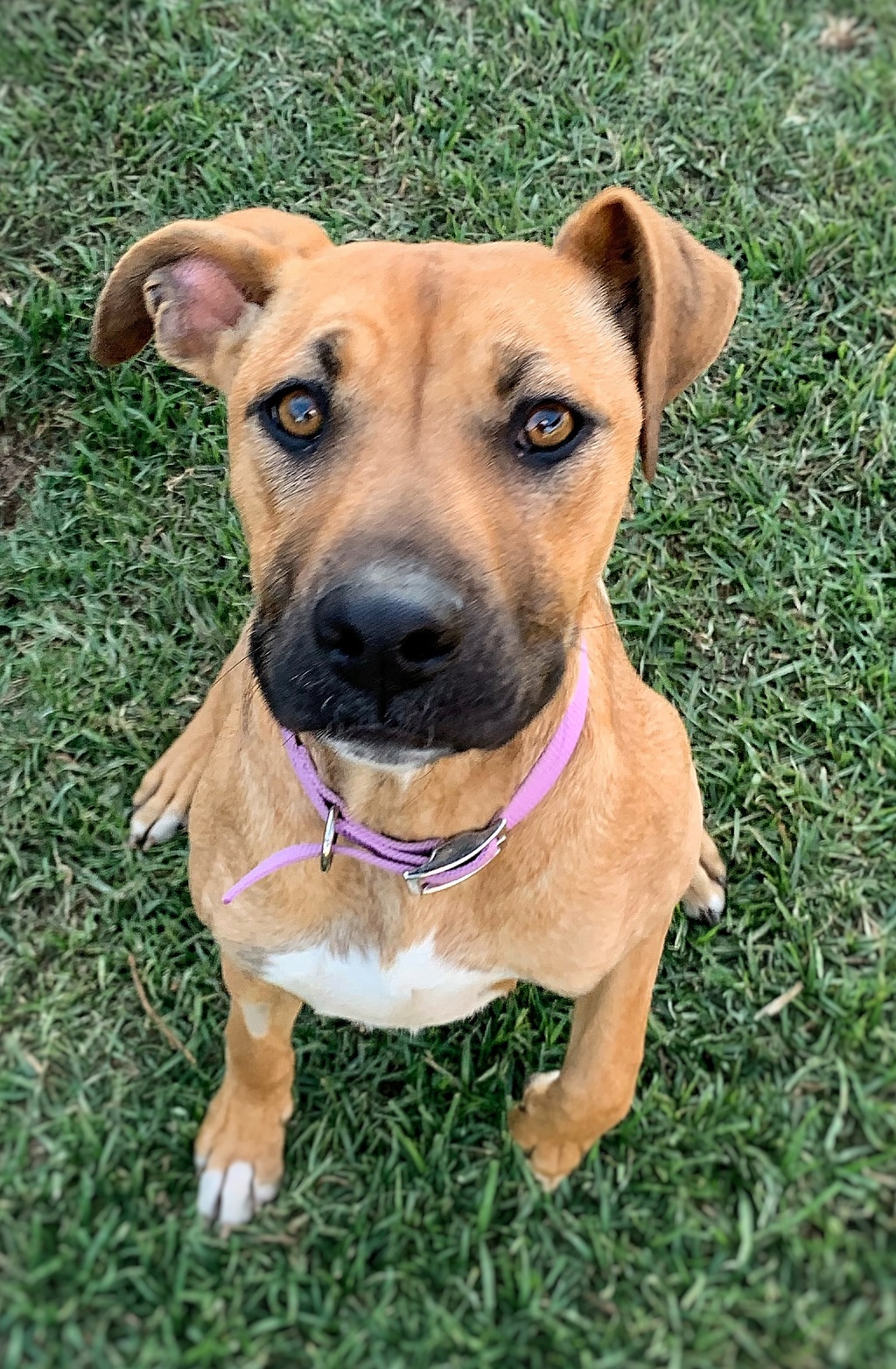 Millie - Large Female American Staffordshire Bull Terrier Mix Dog in ...