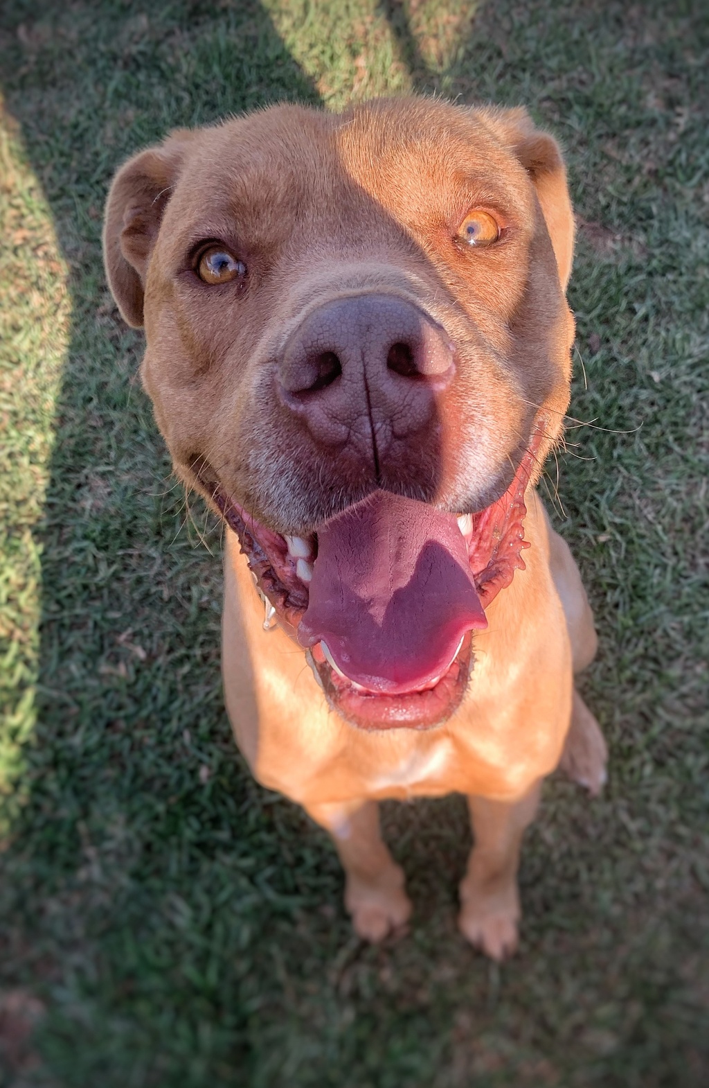 Payson - Large Male Bull Arab x Dogue De Bordeaux Mix Dog in QLD ...