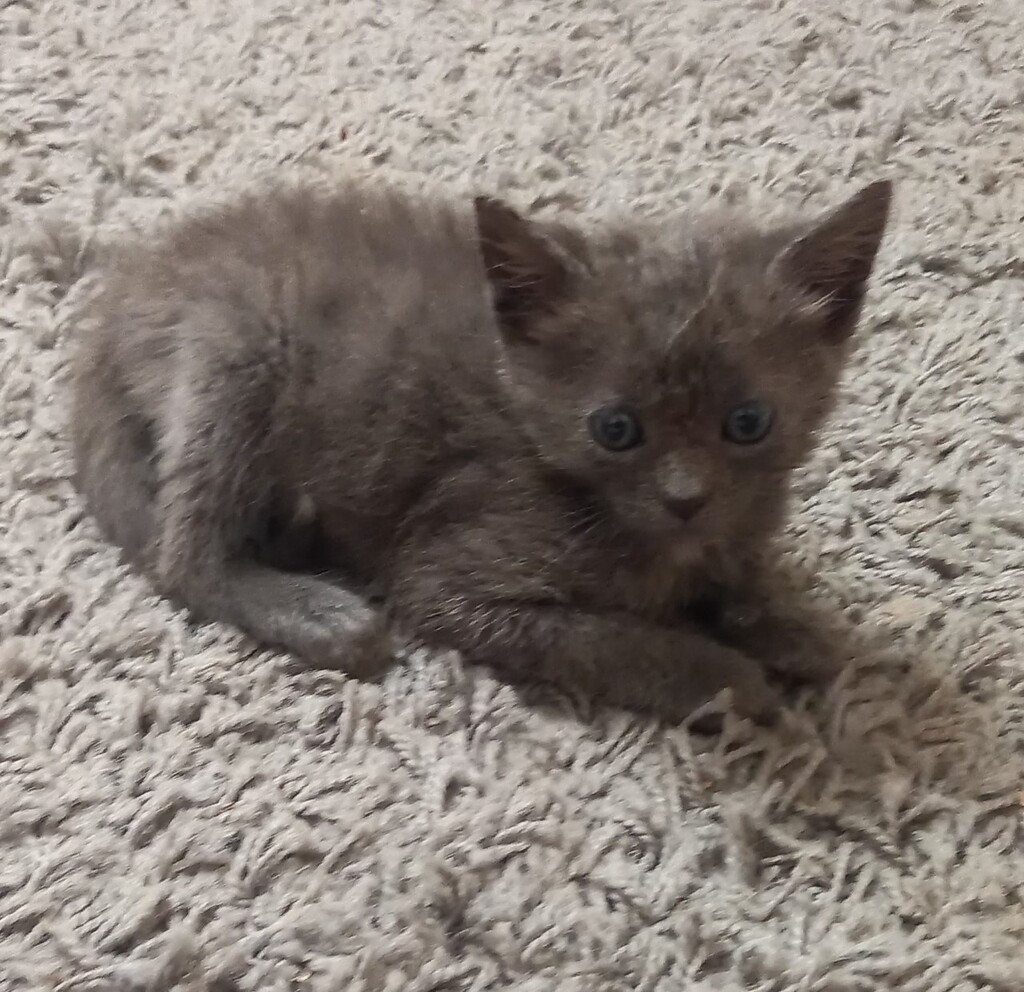 Taleen - Female Domestic Short Hair Mix Cat in QLD - PetRescue