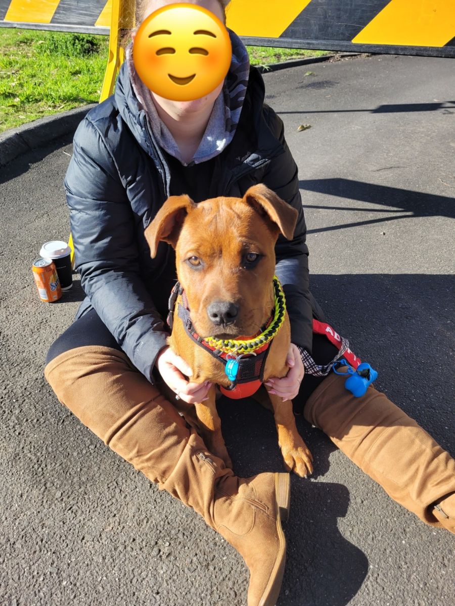 Prince - Large Male Rottweiler x Shar-Pei Mix Dog in VIC - PetRescue