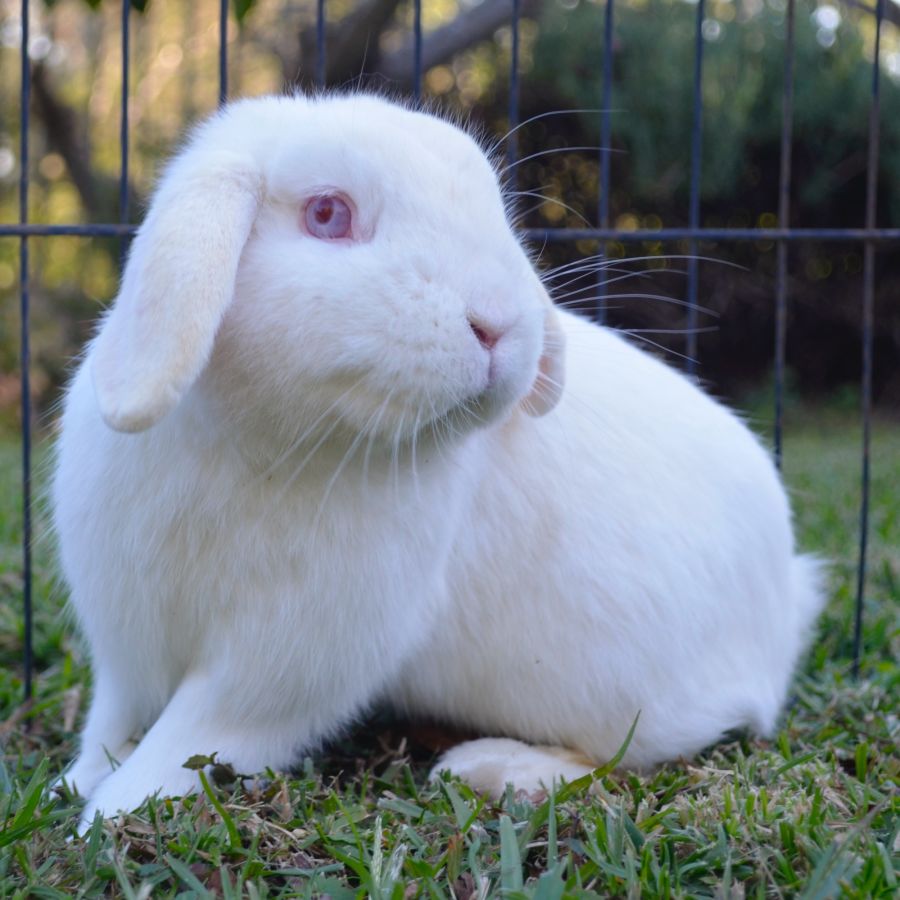 Chopstick - Male Holland Lop Rabbit in NSW - PetRescue